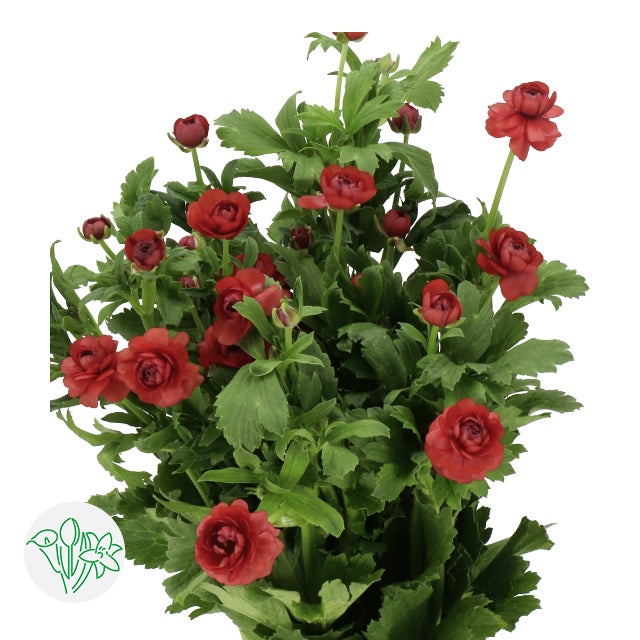 Butterfly Ranunculus - Hades | Bo’s Wholesale Florist