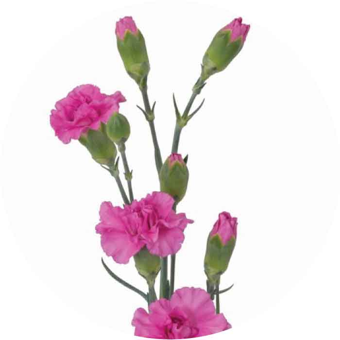 Mini Carnation - Malibu | Bo’s Wholesale Florist